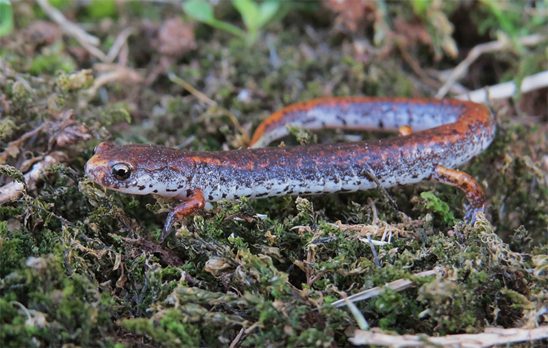 Debbie Roos - Extension Agent, Agriculture - Sustainable / Organic ...